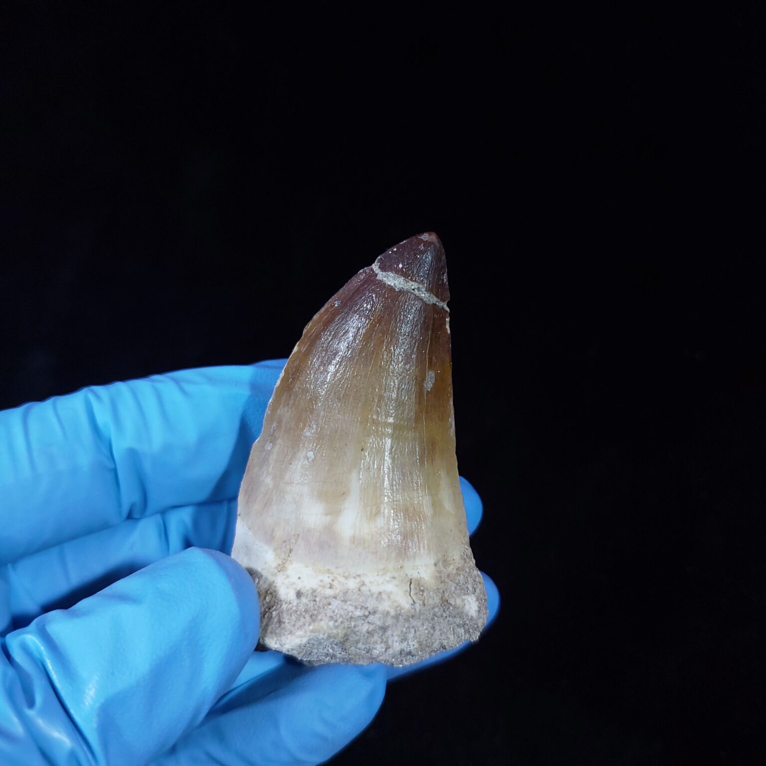 Mosasaur Skeleton 5m Original Fossil 197" Cretaceous Marine Reptile ...