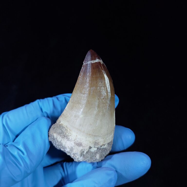 Museum Quality Mosasaurus Skull 47 inches Original Fossil | FossilPaleo