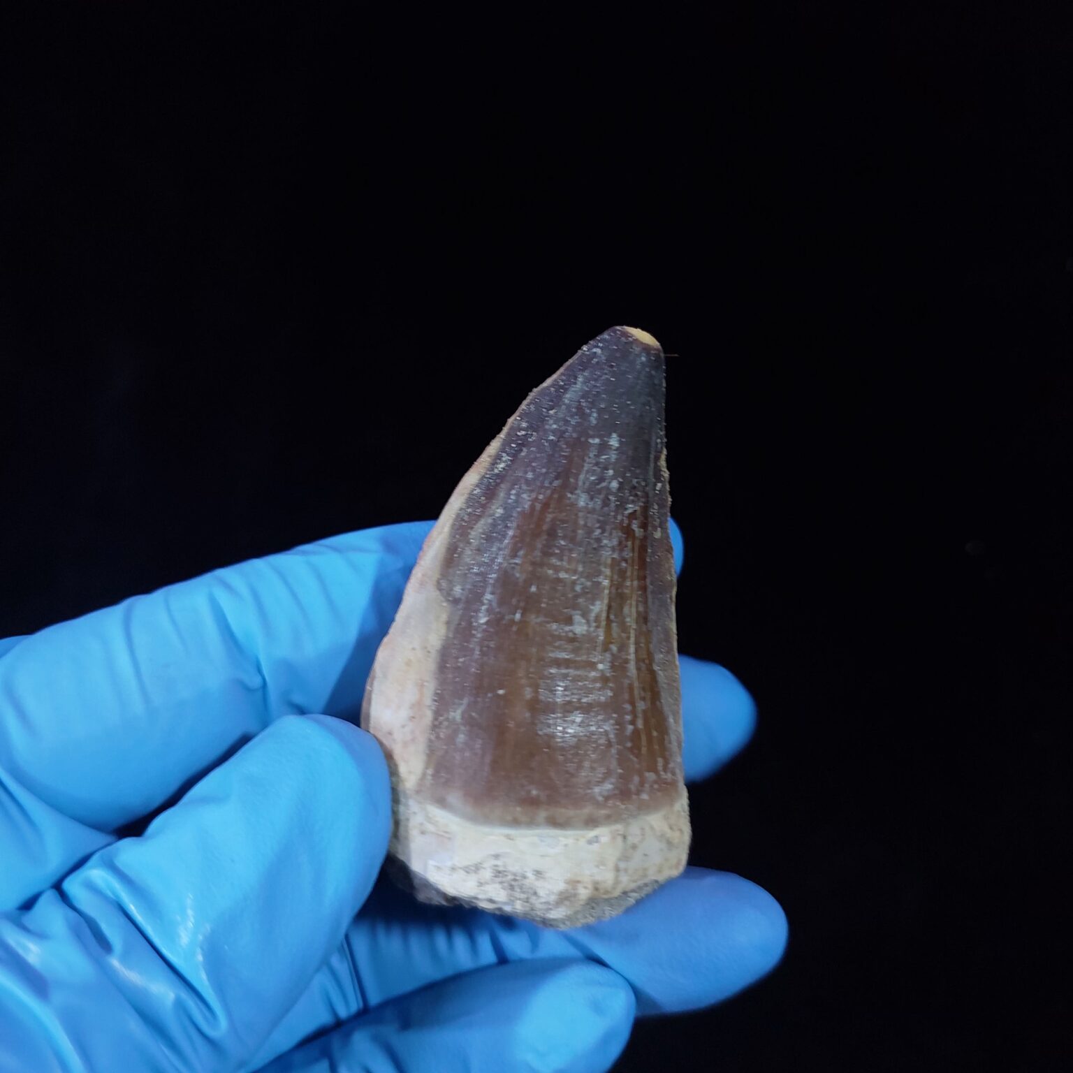 Huge Mosasaurus Skull Fossil – 32″ Museum-Quality Cretaceous Specimen ...