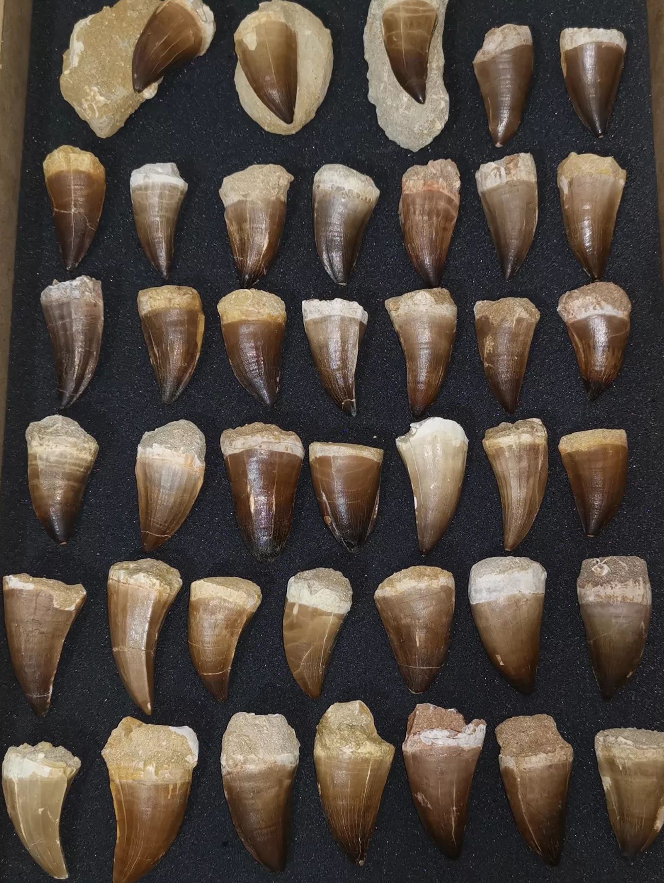Mosasaurus Teeth | Original Fossils for Sale