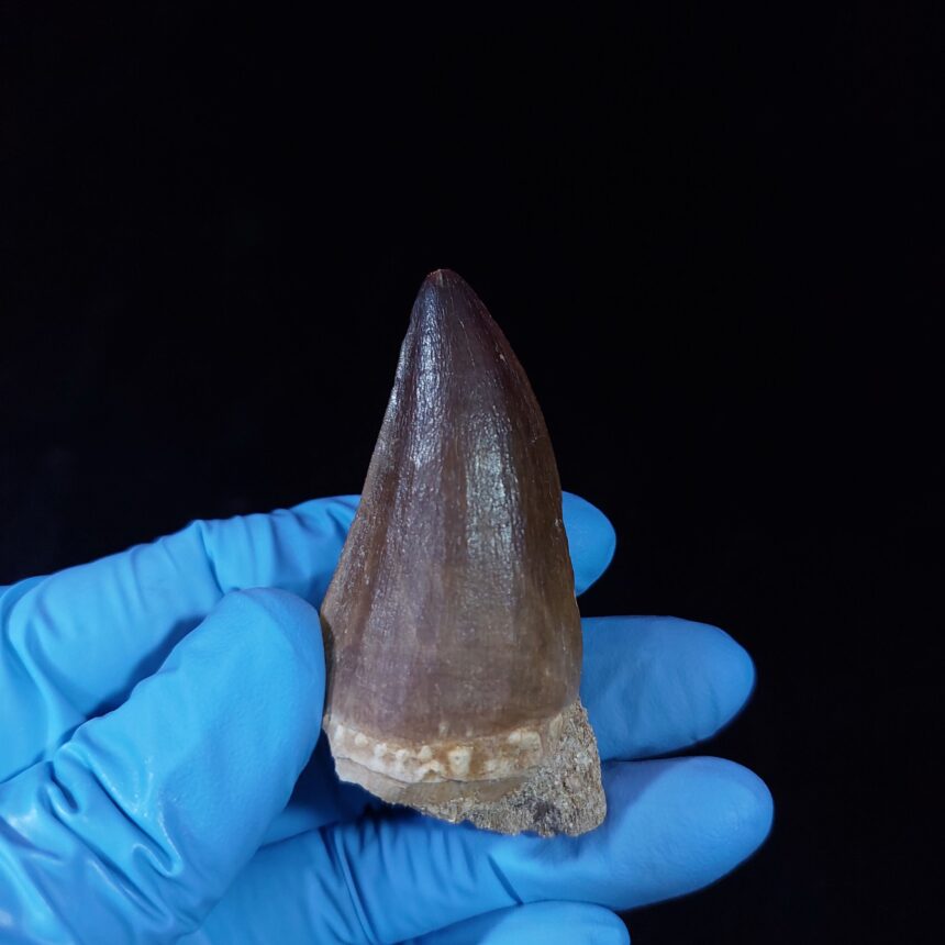 Monster Mosasaur Skeleton museum Quality Fossils Paleontology | FossilPaleo