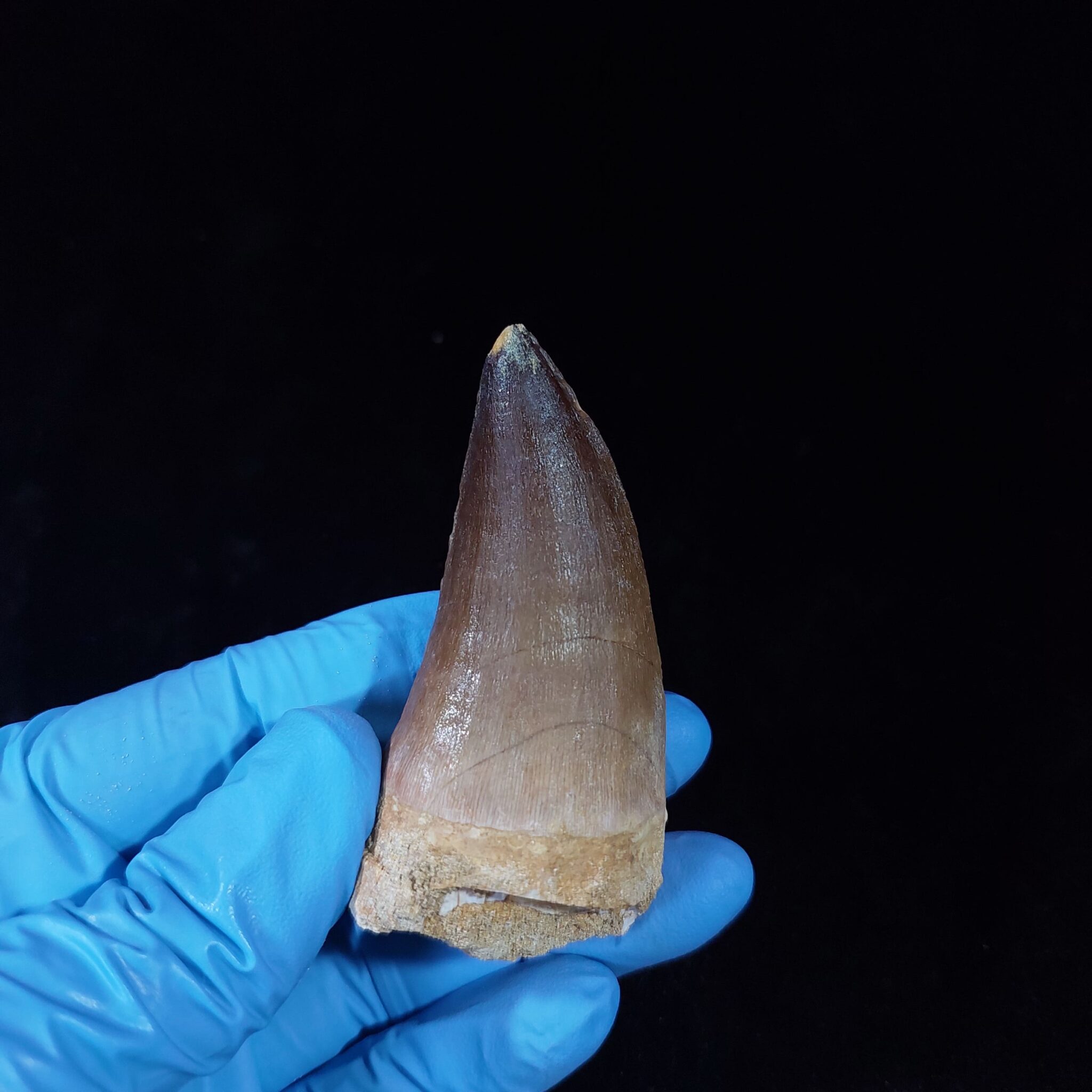 1.9" Deformed Mosasaur Tooth Prognathodon Fossils for sale | FossilPaleo