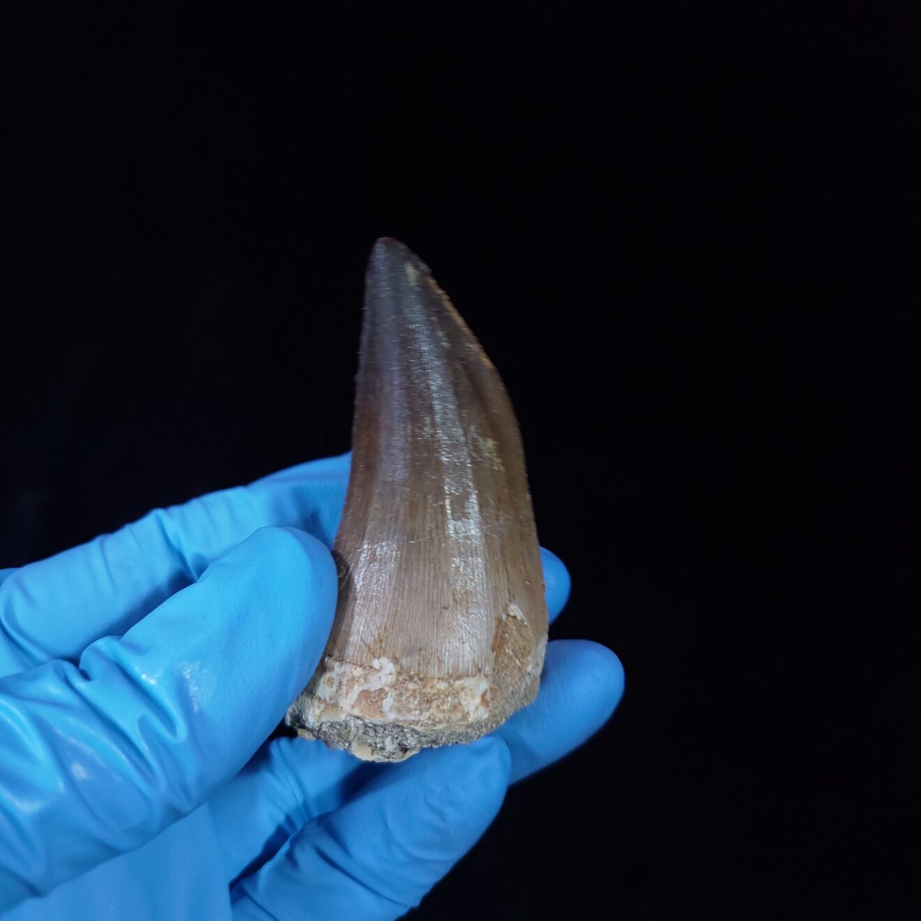 Incredible Baby Mosasaur Skull paleontology fossils jurassic world ...