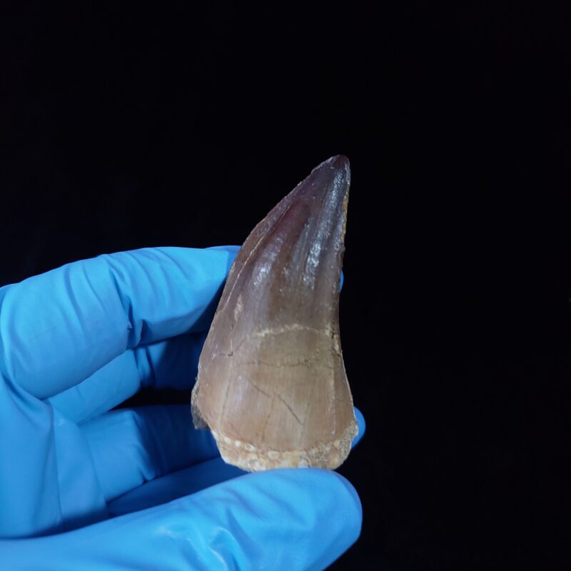 Monster Mosasaur Skeleton museum Quality Fossils Paleontology | FossilPaleo