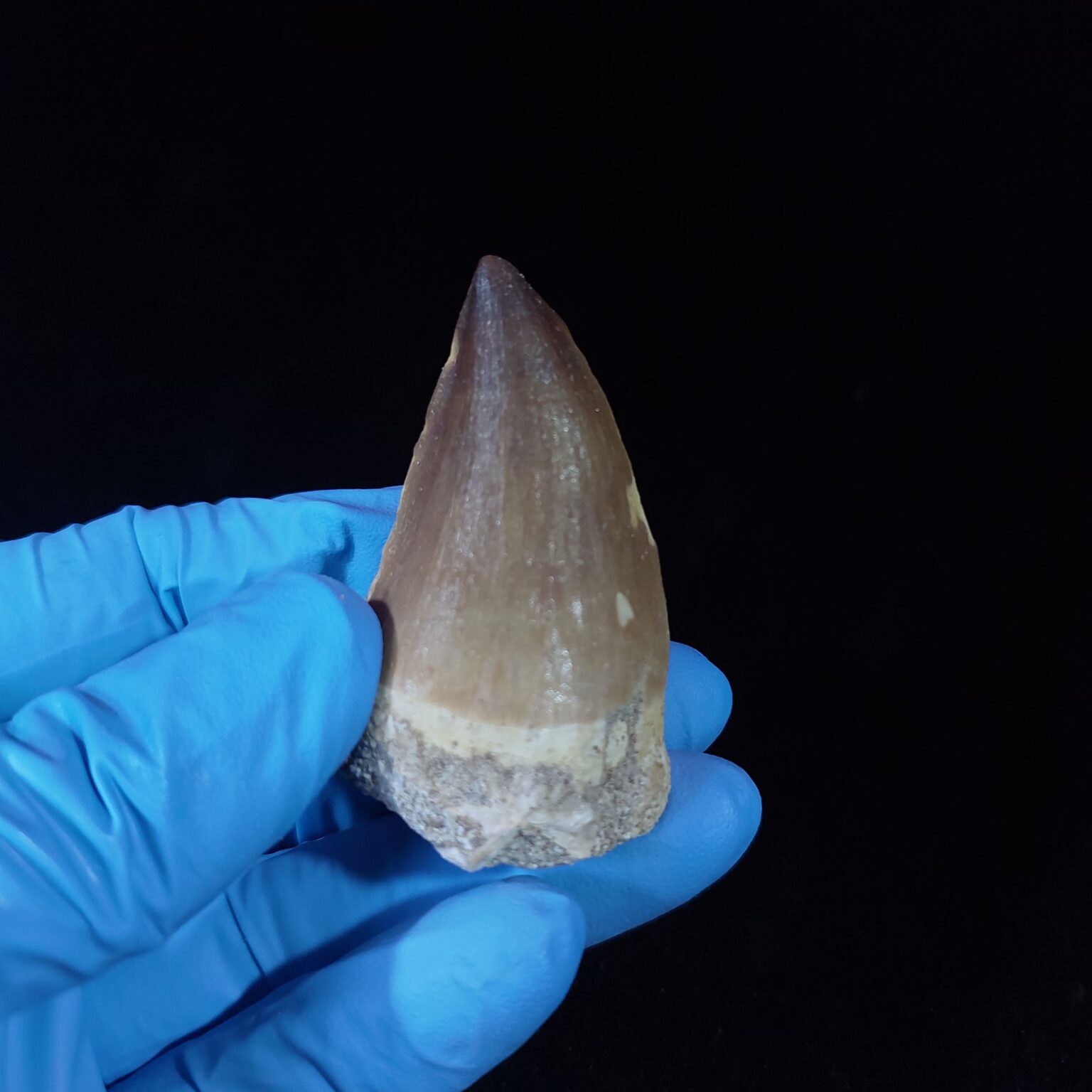 1.9" Authentic Mosasaurus tooth Paleontology Fossilized