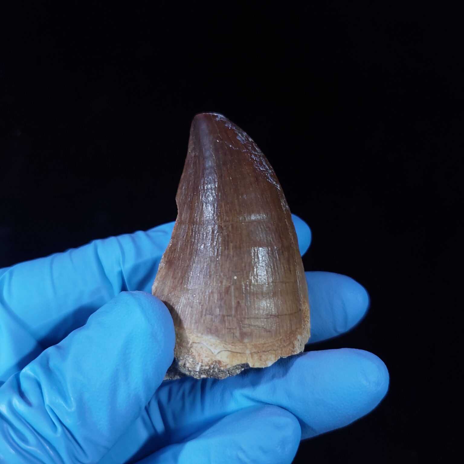 1.9" Fossilized Mosasaurus Tooth Fossil for Collectors Cretaceous