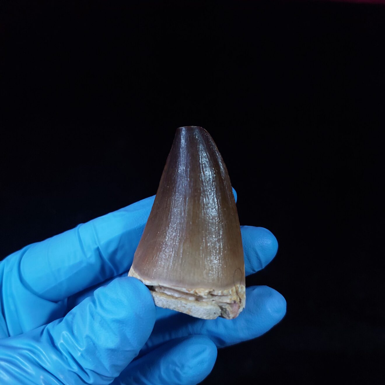 2.1" Original Mosasaur tooth Rare fossil Dinosaur Paleo | FossilPaleo
