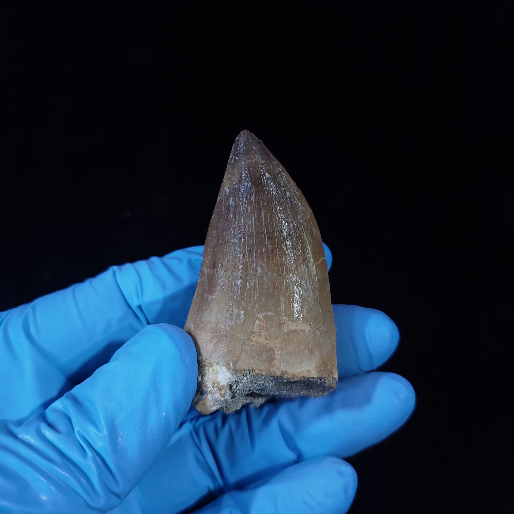 2.3" Rare Mosasaur Tooth Fossil - Ideal for Paleo Enthusiasts | FossilPaleo