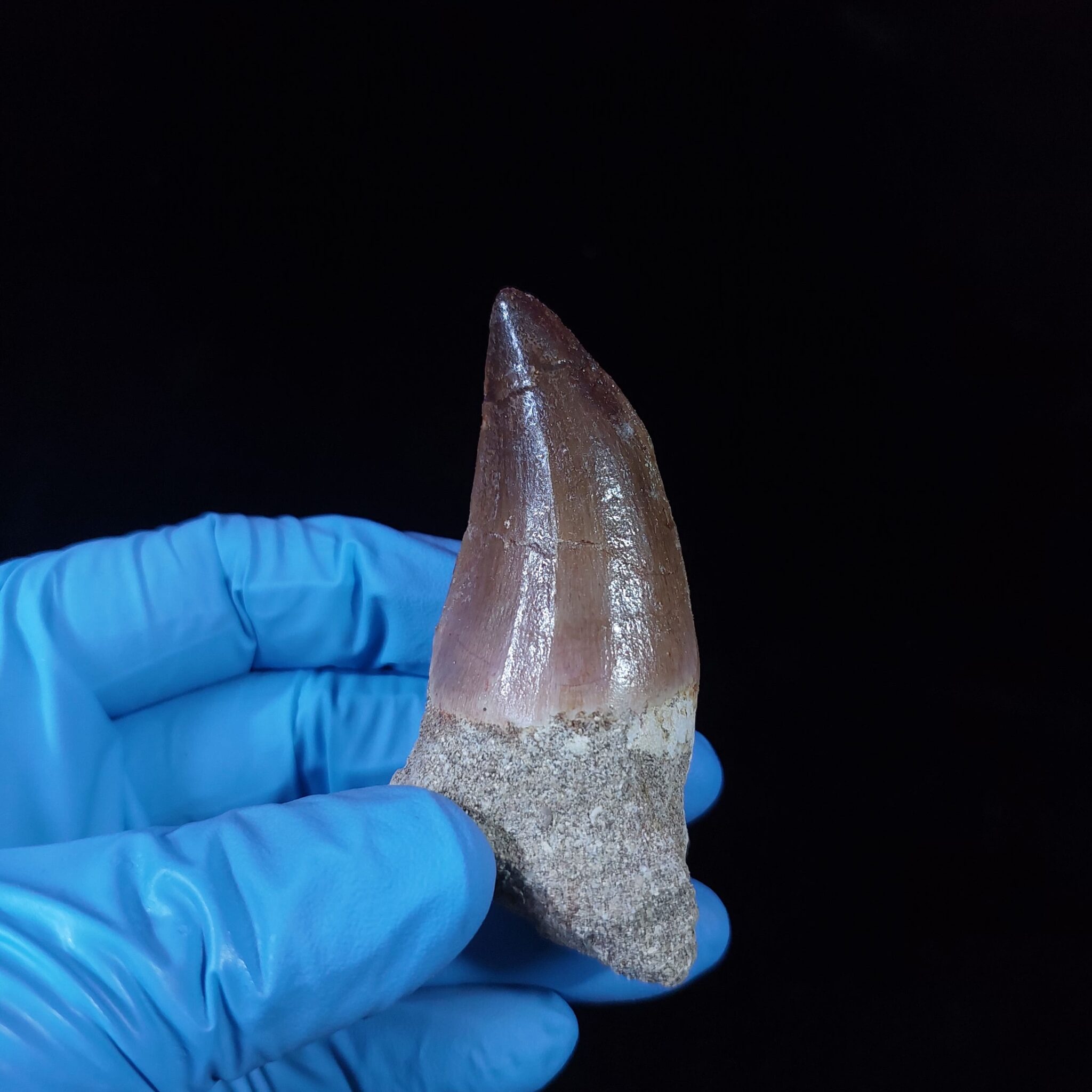 2.3" Rare Mosasaur Tooth Fossil - Ideal for Paleo Enthusiasts | FossilPaleo