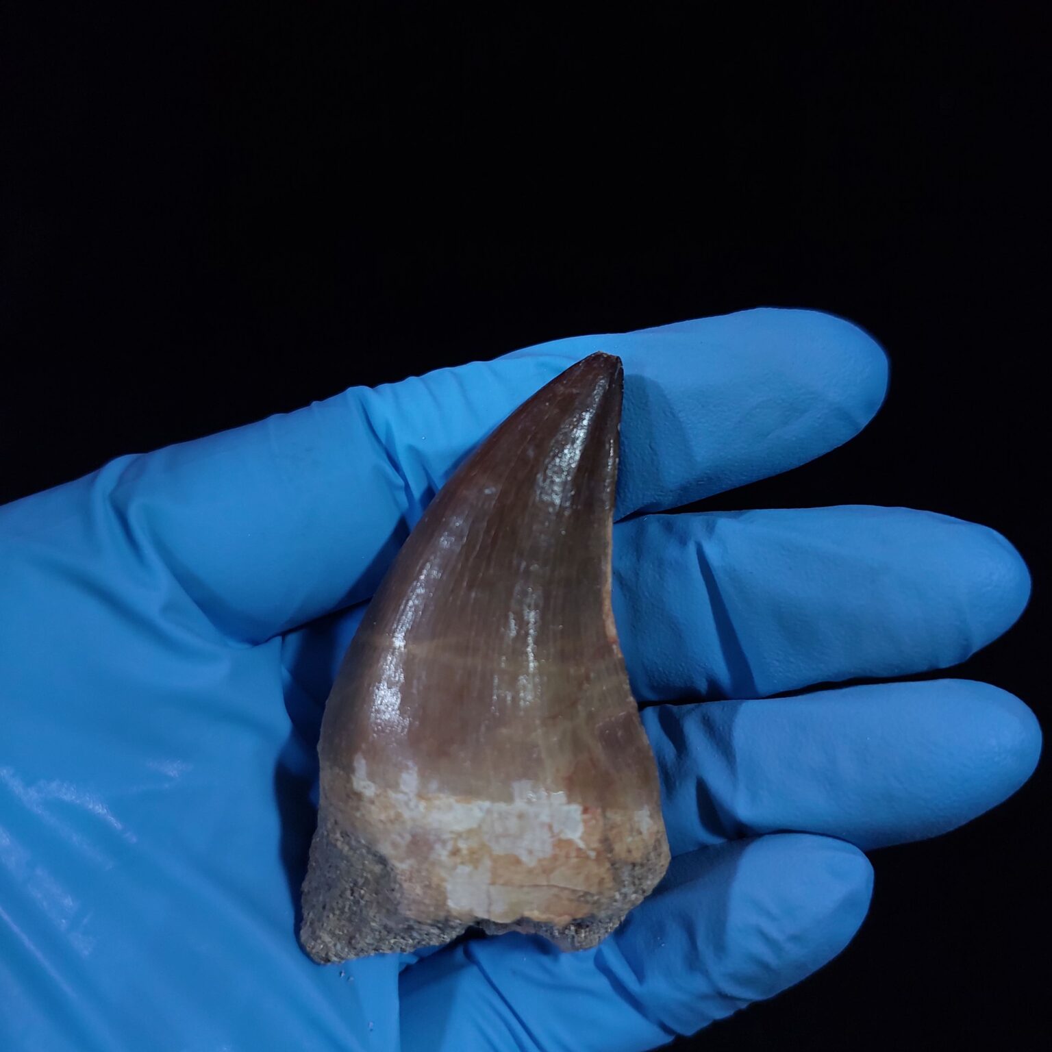 2.5" Huge Mosasaur Tooth Rare Fossil dinosaur Cretaceous | FossilPaleo