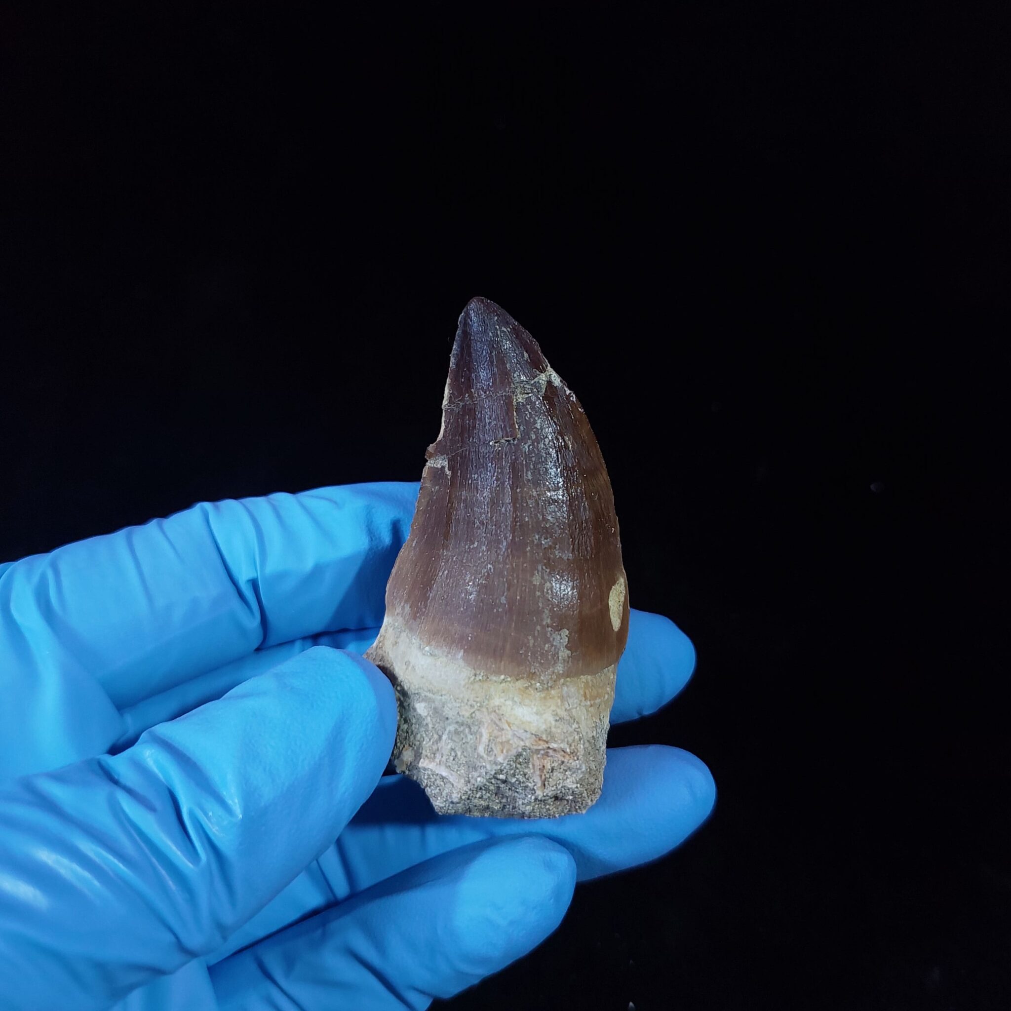 5 cm Top Collectible Mosasaurus tooth fossilized Dinosaur meg | FossilPaleo