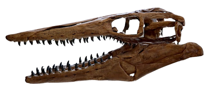 2" Great Tylosaur Tooth rare Fossils Dinosaur Cretaceous | FossilPaleo