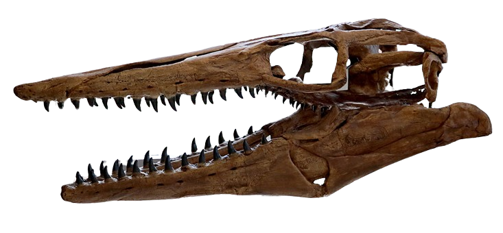 1.95" Genuine Tylosaurus fossil specimen Tooth Dinosaur teeth | FossilPaleo