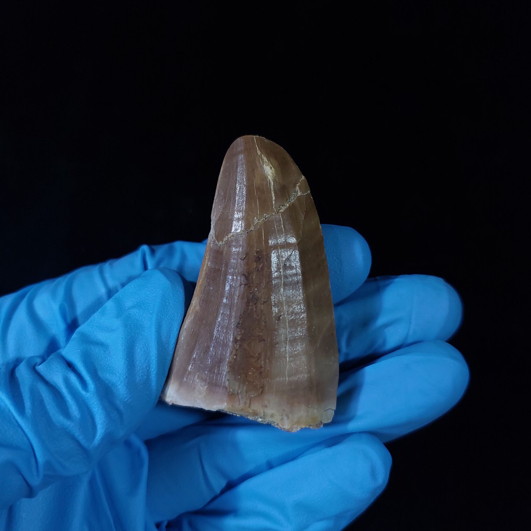 2.3" Specimen Mosasaurus tooth Rare Fossil Dinosaur Cretaceous ...