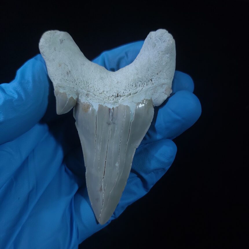 2.8" Specimen Otodus Obliquus Tooth Rare Fossil teeth | FossilPaleo