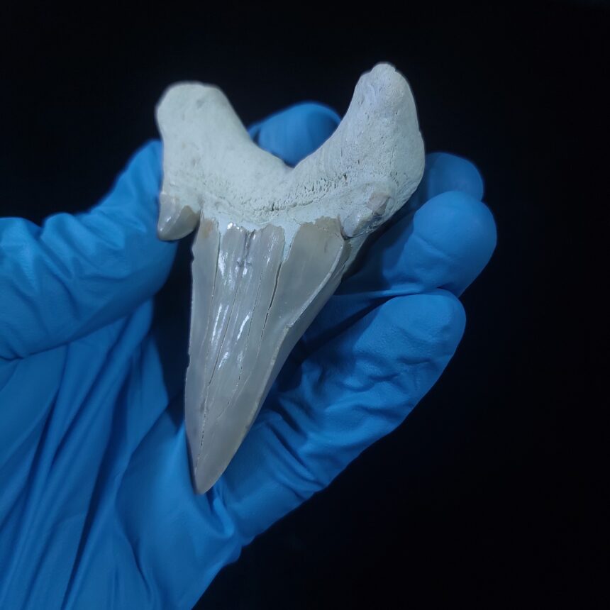 2.8" Specimen Otodus Obliquus Tooth Rare Fossil teeth | FossilPaleo