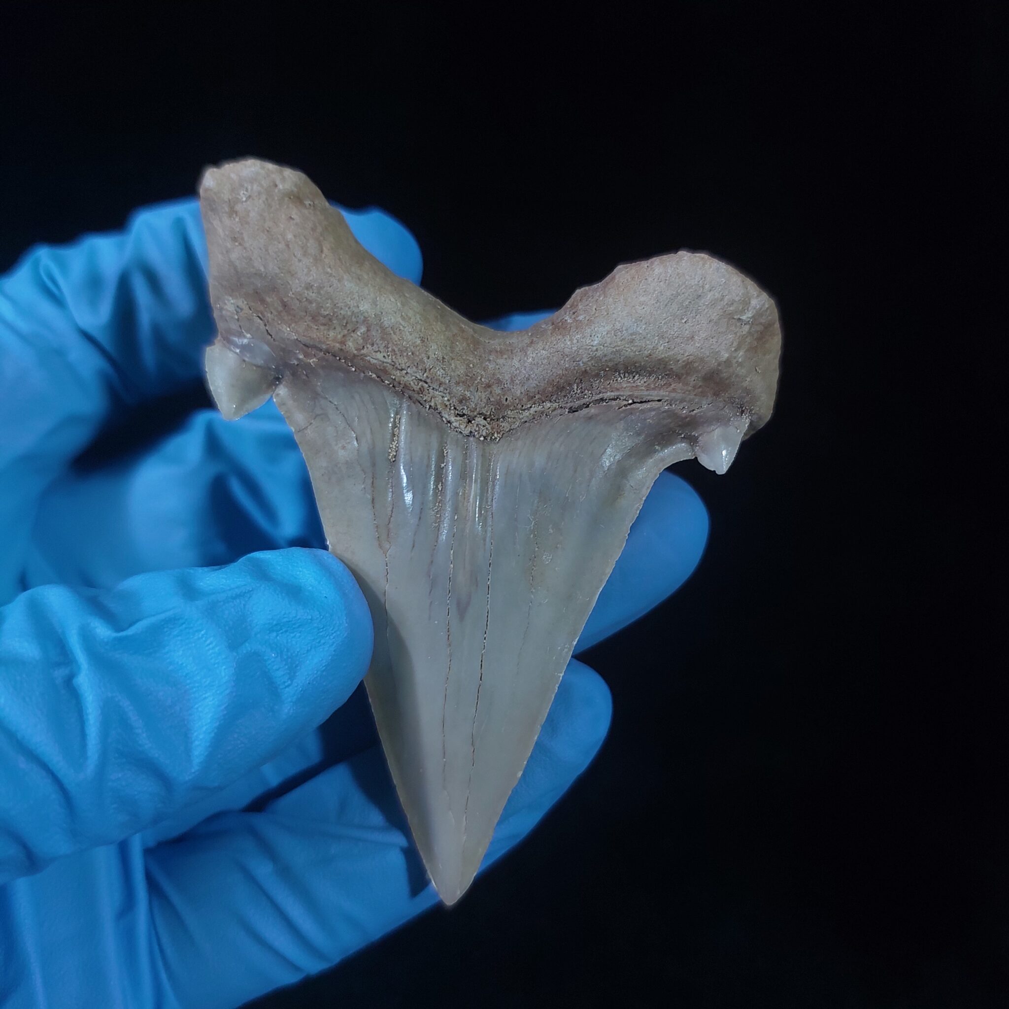 Huge Otodus Obqliuus Tooth fossil Megalodon teeth | FossilPaleo