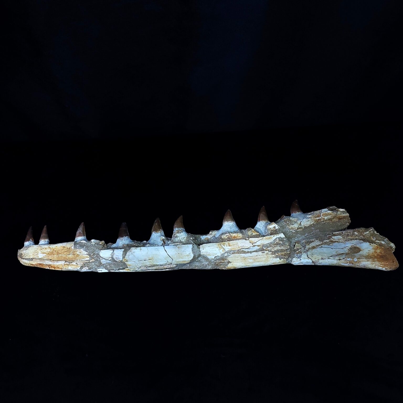 25" Original Mosasaurus Jaw Rare Fossil Hoffmanni dinosaur | FossilPaleo