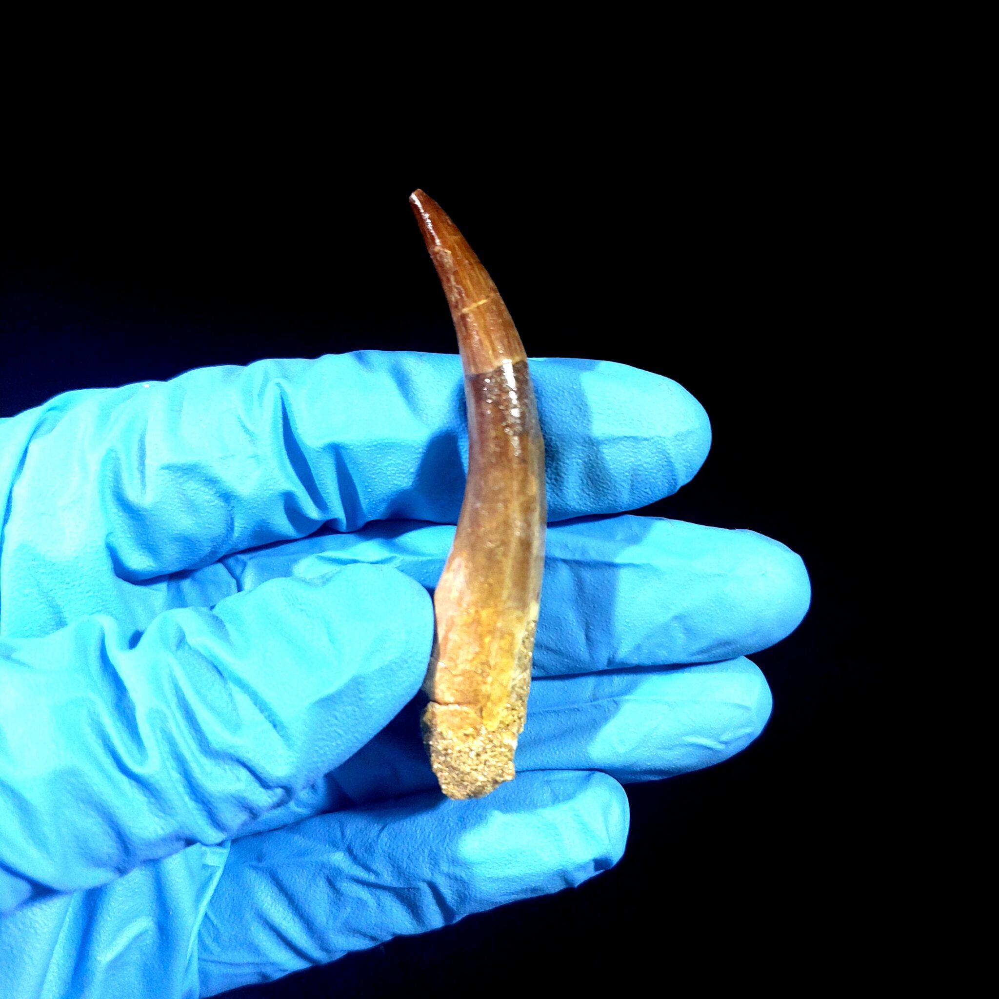 FOSSIL BULK Plesiosaur teeth in Matrix 1.6" - 2.6" Wholesale | FossilPaleo