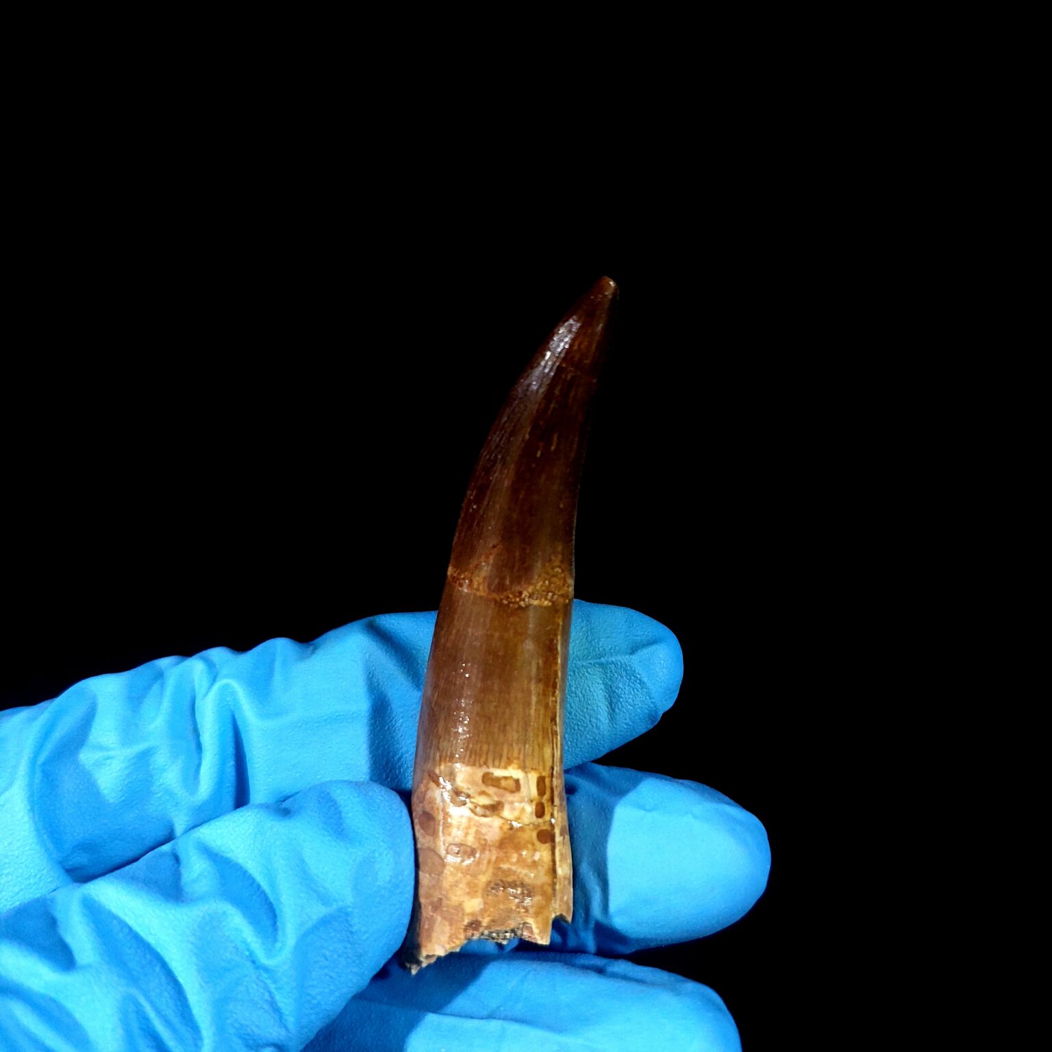 Plesiosaur Teeth | Original Fossils for Sale