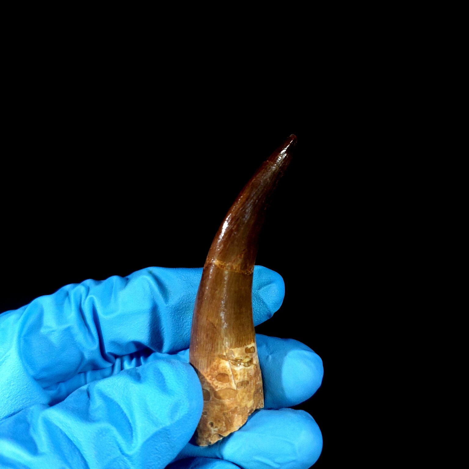 Plesiosaur Teeth | Original Fossils for Sale