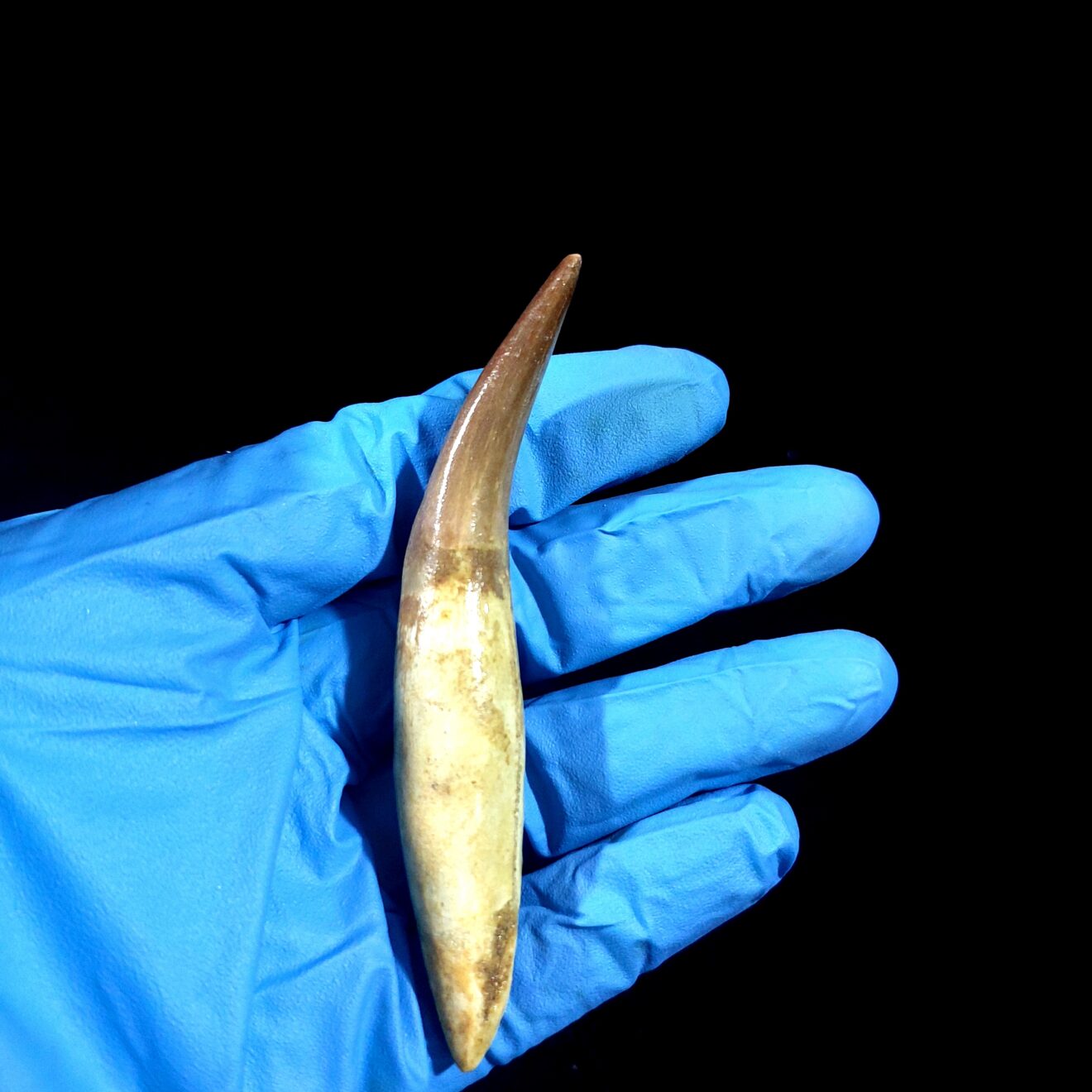 2.8" Huge Plesiosaurus Tooth Rare Fossilized Morocco Dino | FossilPaleo