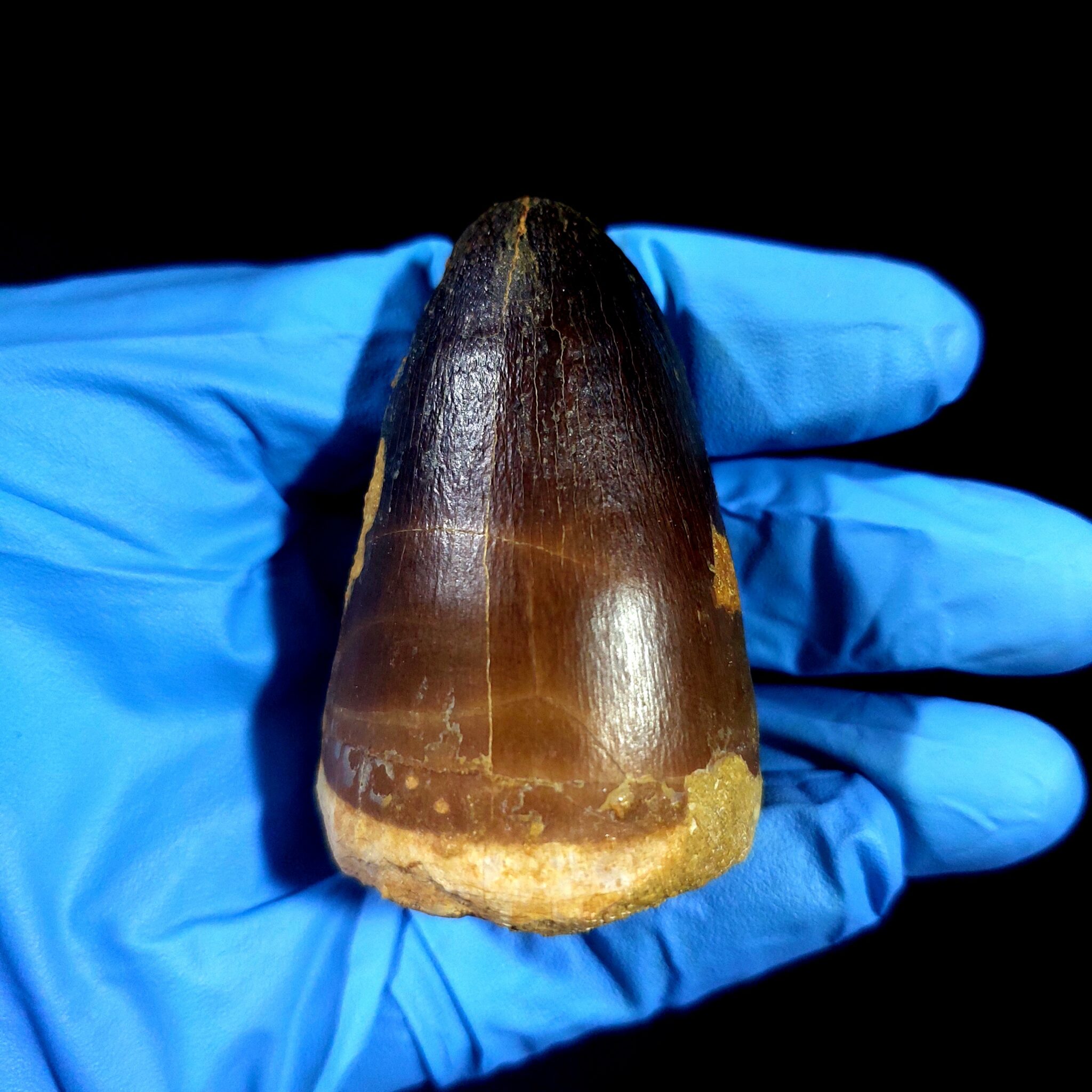 2.7" Huge Mosasaurus Tooth Rare Fossil Prognathodon Skull | FossilPaleo