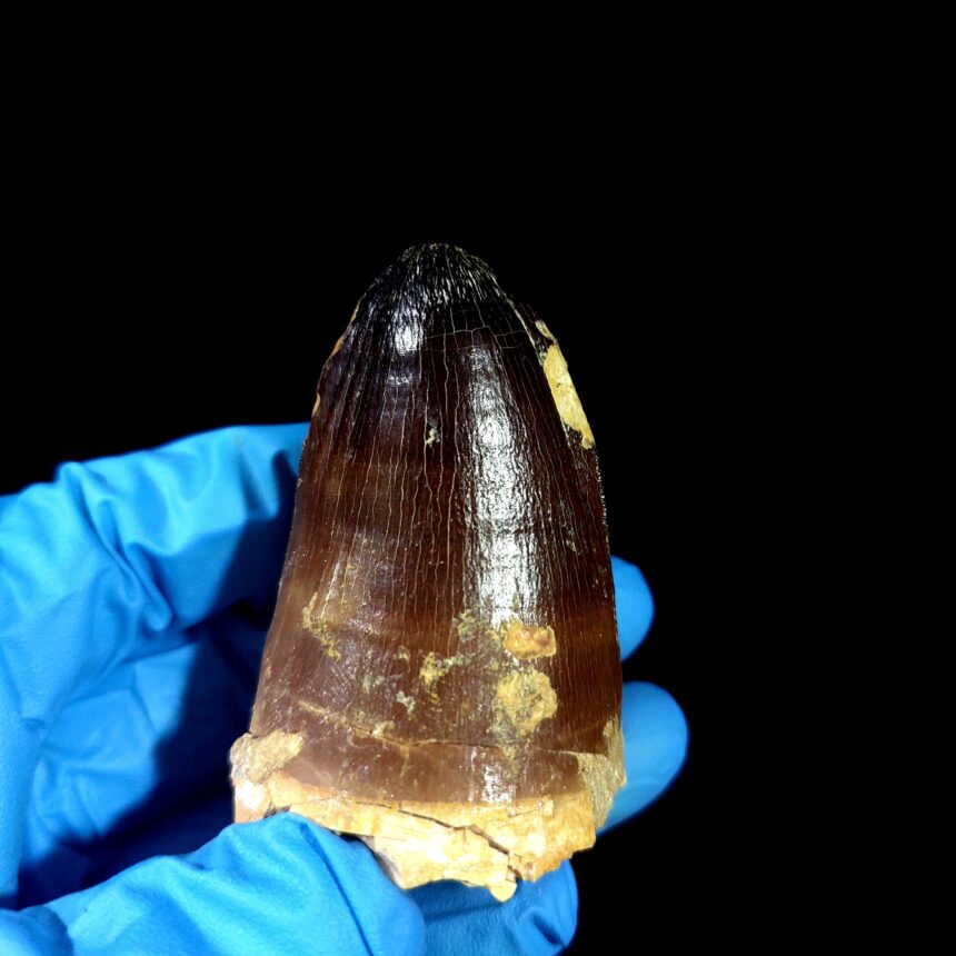 2.75" Huge Mosasaurus Tooth Fossil Prognathodon Cretaceous | FossilPaleo