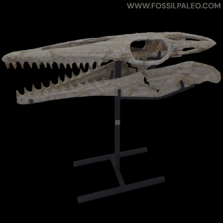 Mosasaurus Skulls | Original Fossils for Sale