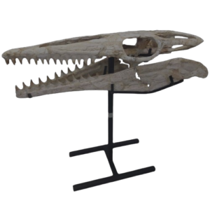 Mosasaurus Fossils | Original Fossils for Sale