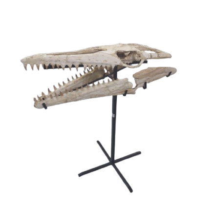 Mosasaurus Fossils | Original Fossils for Sale