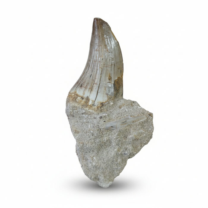 2" Hainosaurus Boubker Tooth Fossilized Mosasaurus Tylosaurus | FossilPaleo
