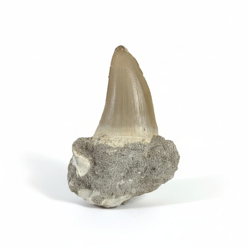 2.1" Top Rare Tylosaurus Tooth Rare Mosasaurus Dinosaur | FossilPaleo