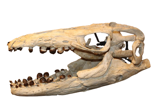 2" Top Rare Mosasaurus Globidens Tooth Fossil Cretaceous | FossilPaleo