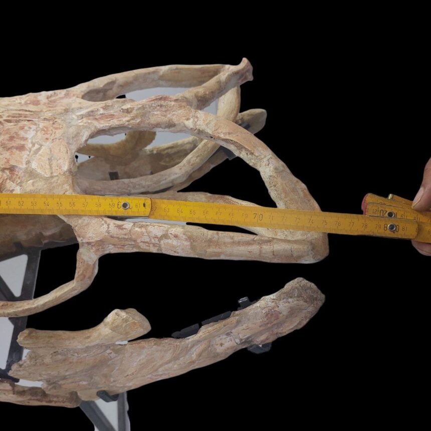 30" high Quality Mosasaurus Skull Fossilized for Sale | FossilPaleo