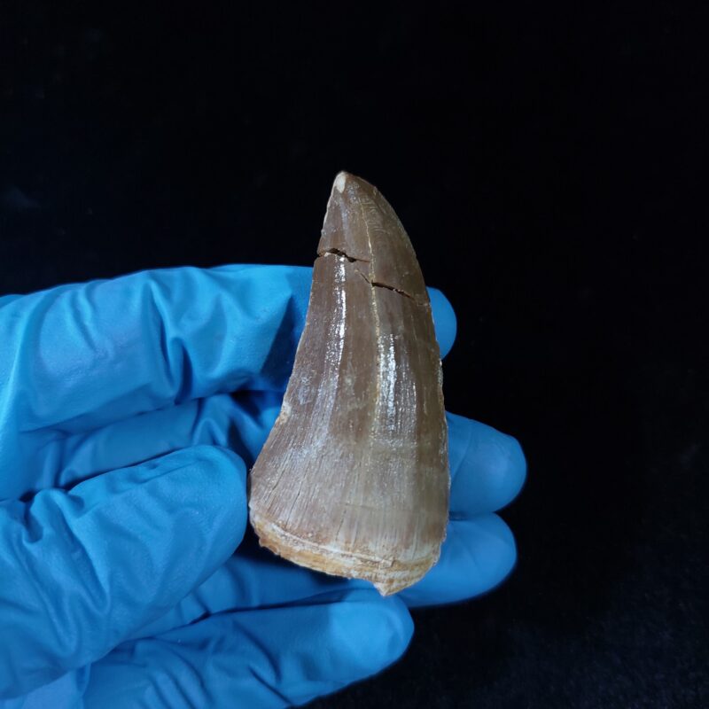 2.1" Top Rare Tylosaurus Tooth Rare Mosasaurus Dinosaur | FossilPaleo