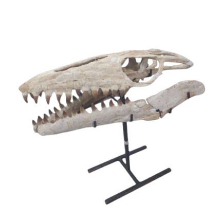 Huge Mosasaurus Skull Fossil – 32″ Museum-Quality Cretaceous Specimen ...