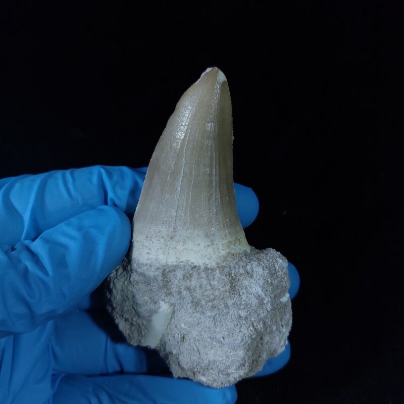 2.1" Top Rare Tylosaurus Tooth Rare Mosasaurus Dinosaur | FossilPaleo