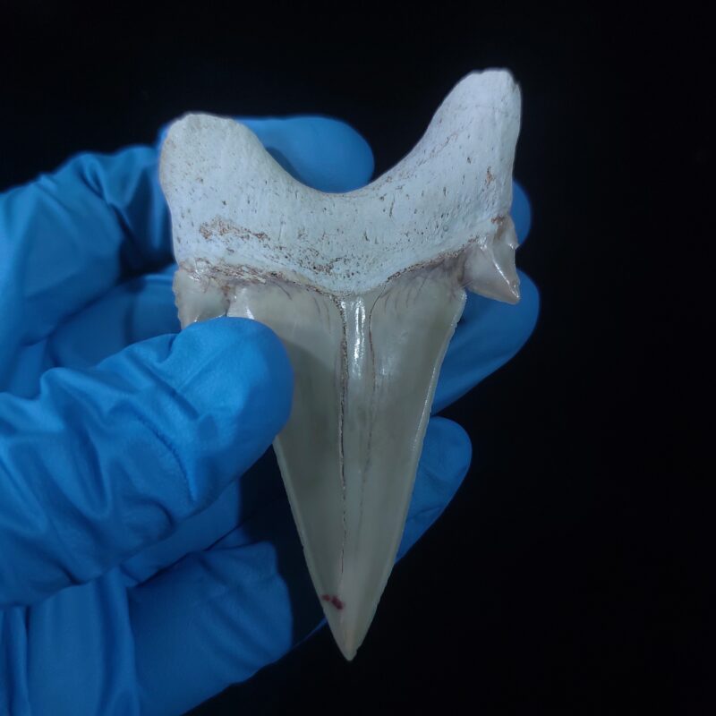 2.8" Great Otodus Obliquus Tooth Fossil Megalodon teeth | FossilPaleo