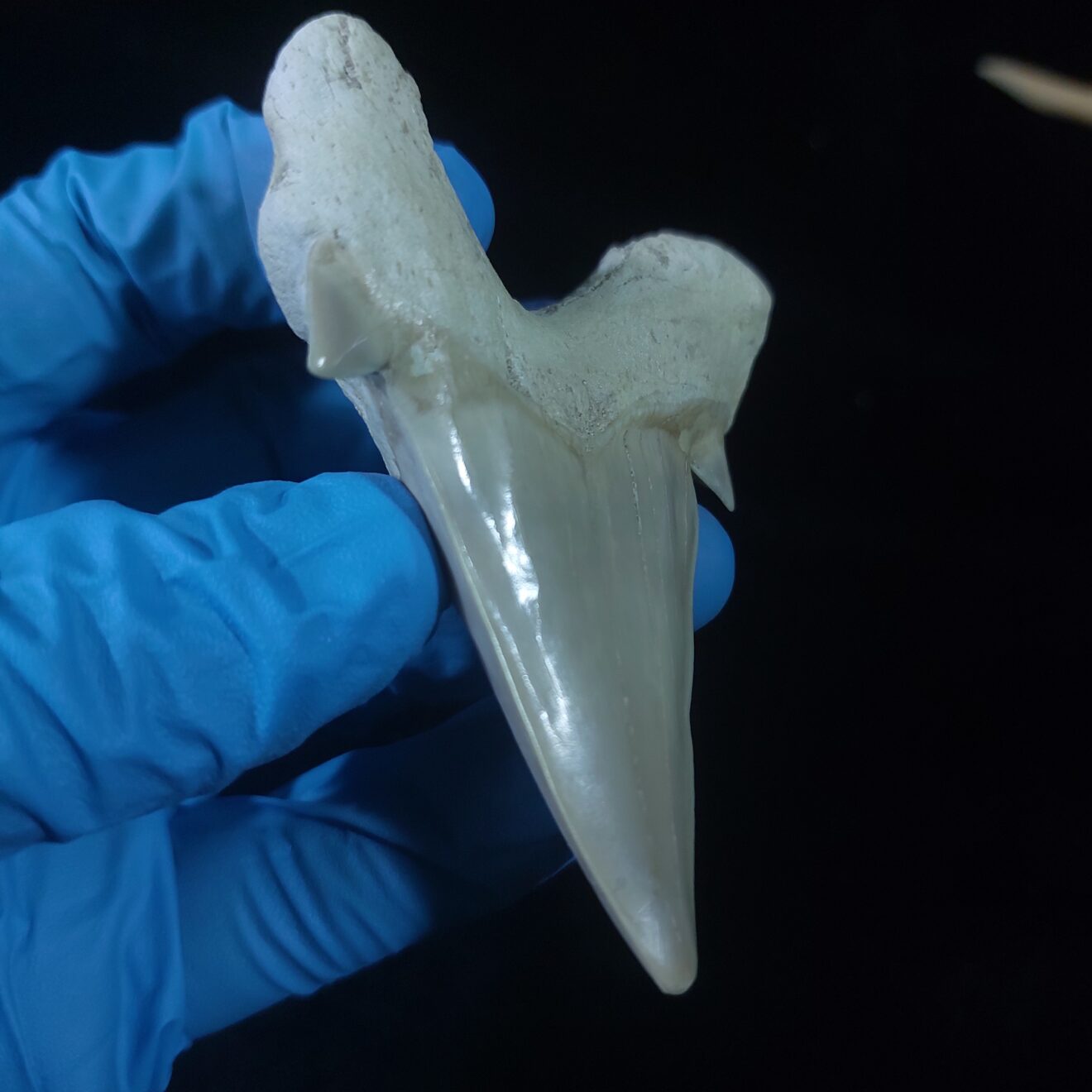3" Specimen Megalodon fossil Tooth Rare Species Otodus Obliquus fossils ...