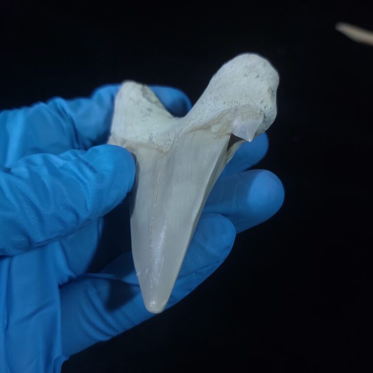 3" Specimen Megalodon fossil Tooth Rare Species Otodus Obliquus fossils ...