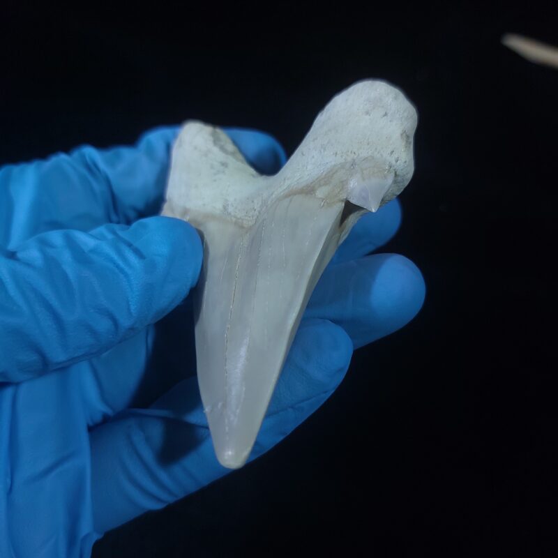 3" Specimen Megalodon fossil Tooth Rare Species Otodus Obliquus fossils ...