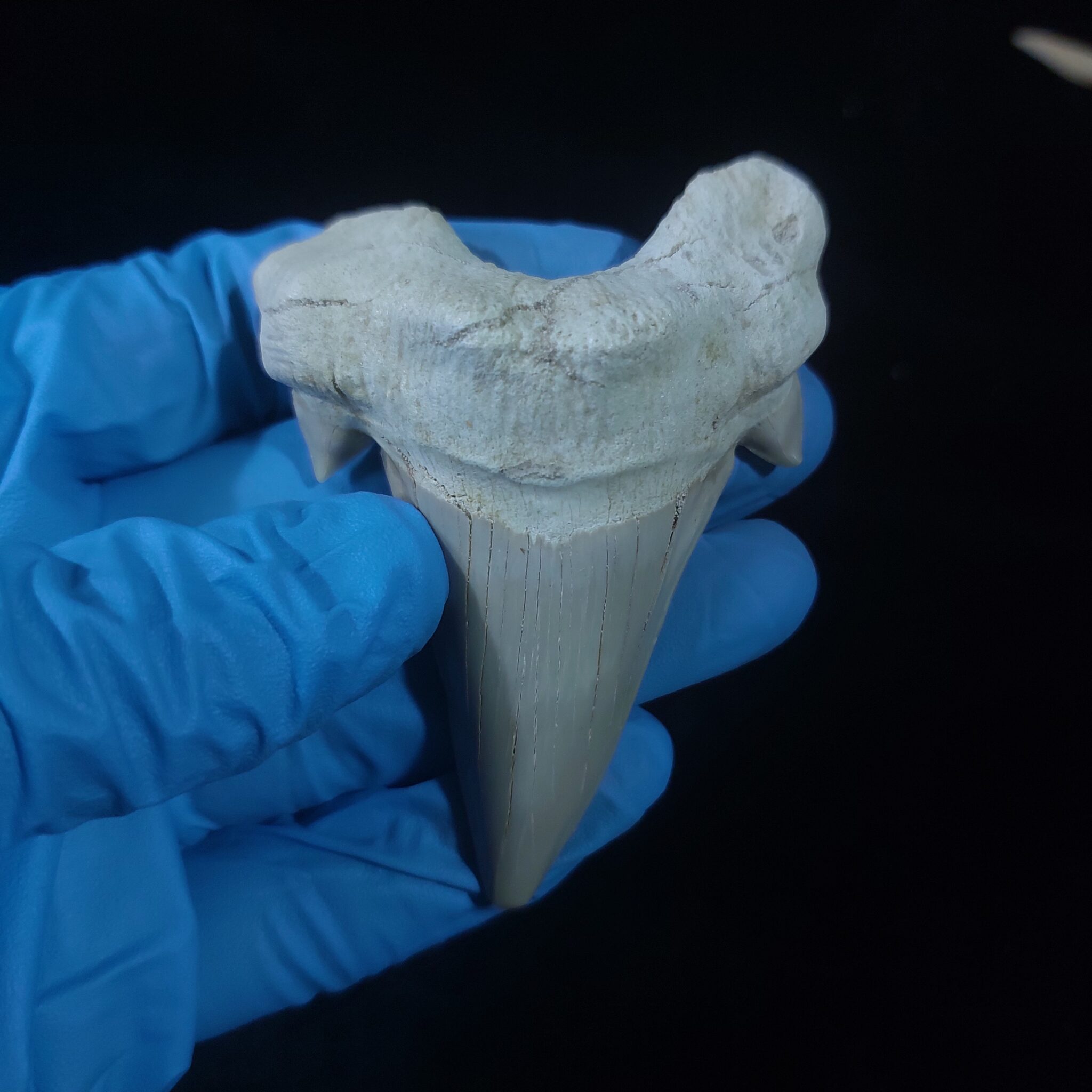 2.8" Great Otodus Obliquus Tooth Fossil 54 million years Old | FossilPaleo