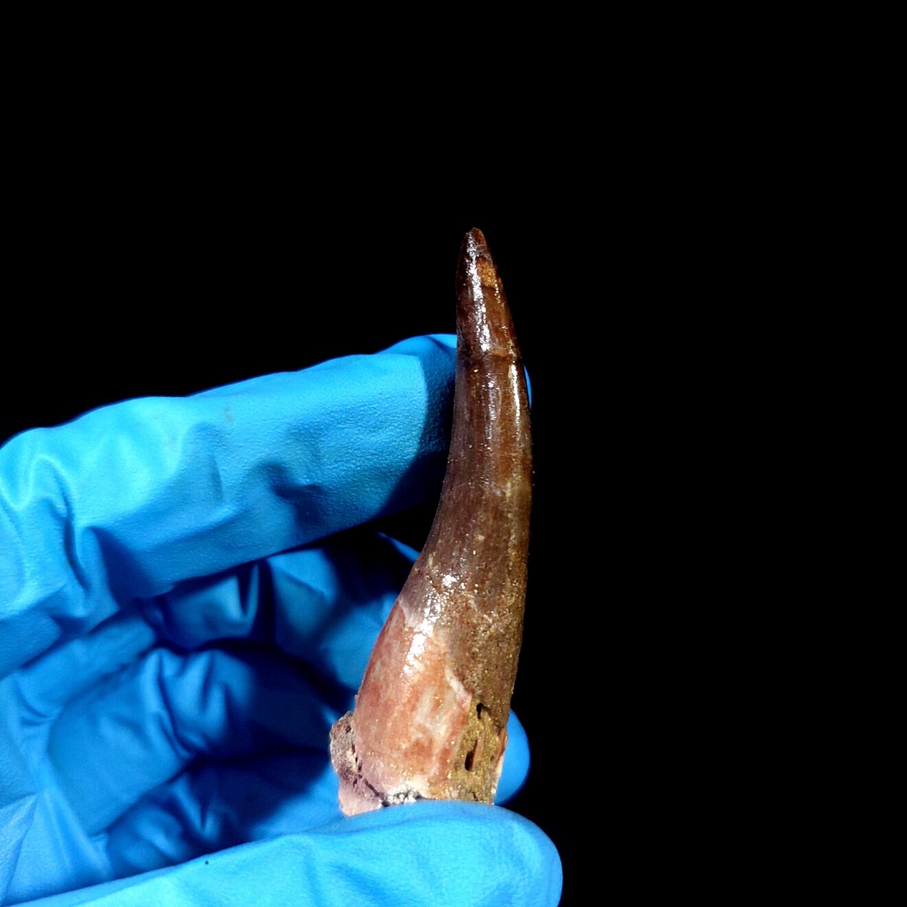 Plesiosaur Teeth | Original Fossils for Sale