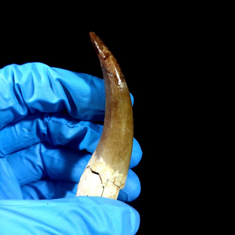 2.8" Huge Plesiosaurus Tooth Rare Fossilized Morocco Dino | FossilPaleo