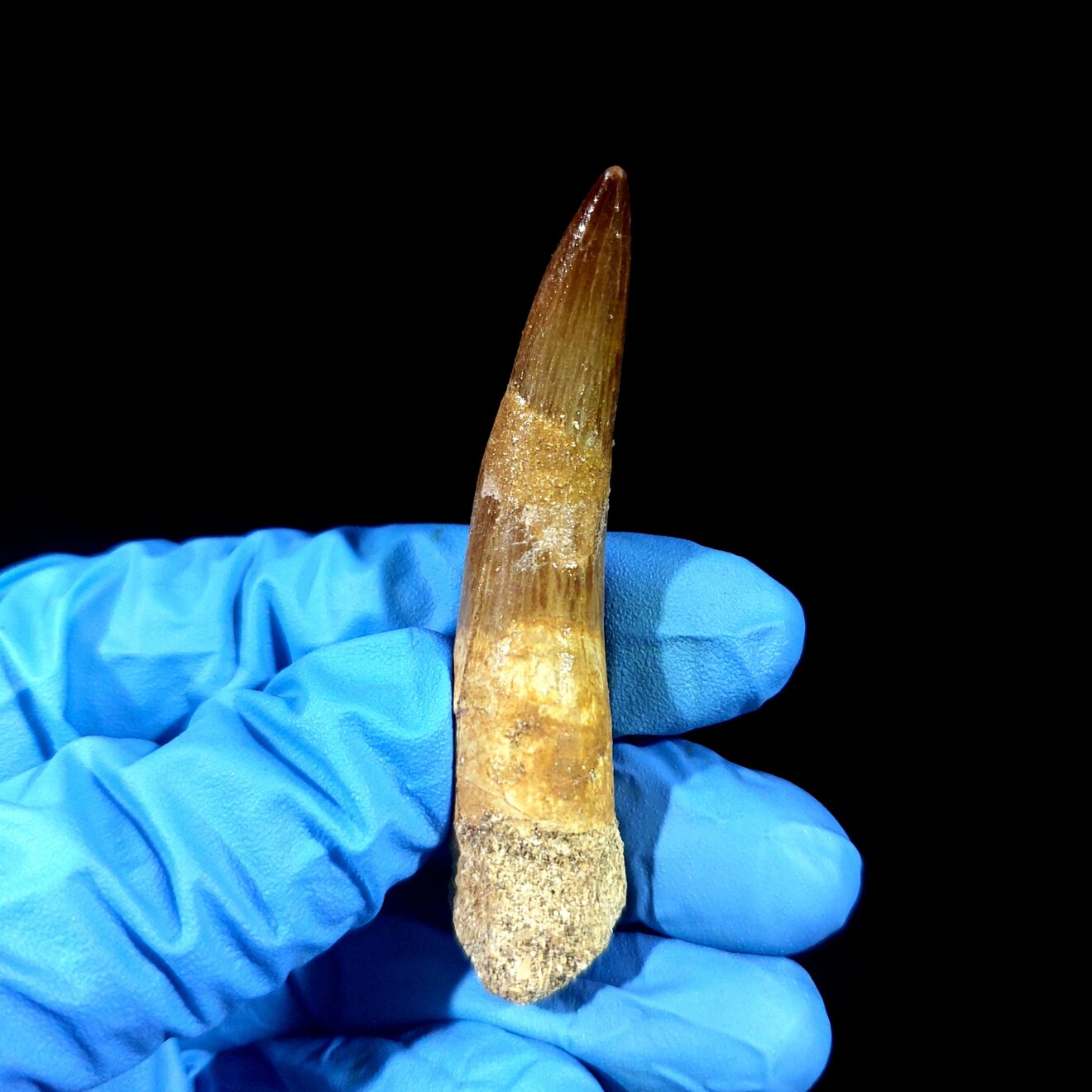 FOSSIL BULK Plesiosaur teeth in Matrix 1.6" - 2.6" Wholesale | FossilPaleo