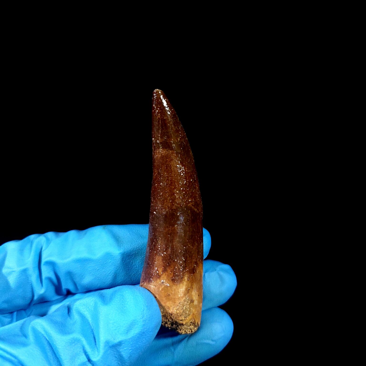 FOSSIL BULK Plesiosaur teeth in Matrix 1.6" - 2.6" Wholesale | FossilPaleo