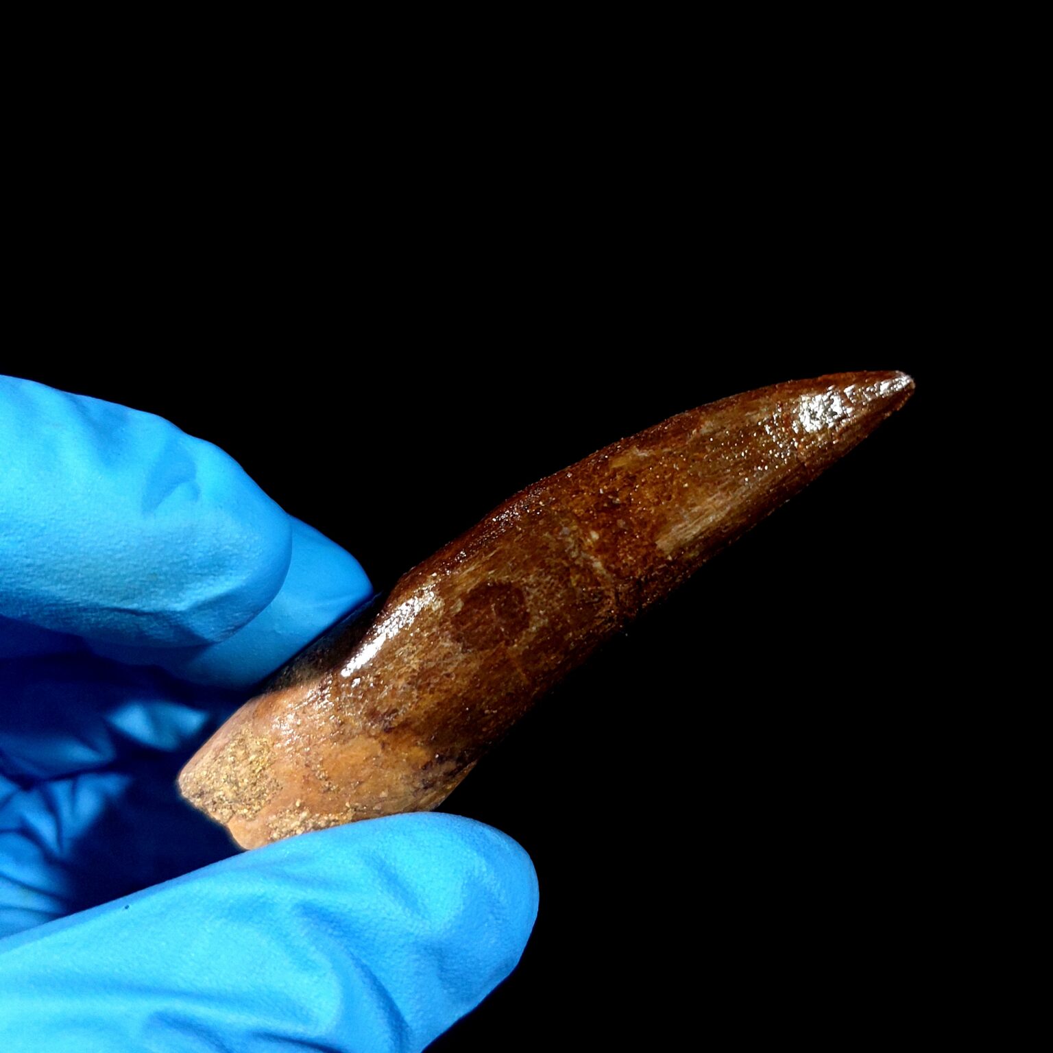 FOSSIL BULK Plesiosaur teeth in Matrix 1.6" - 2.6" Wholesale | FossilPaleo