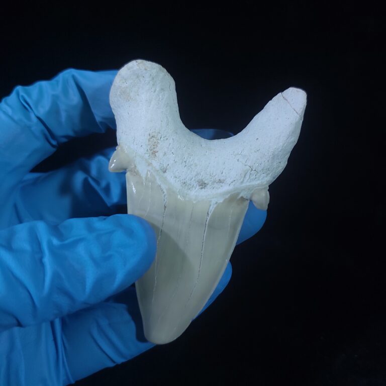 3.2" Huge Otodus Obliquus tooth Fossilized 54 million years old ...