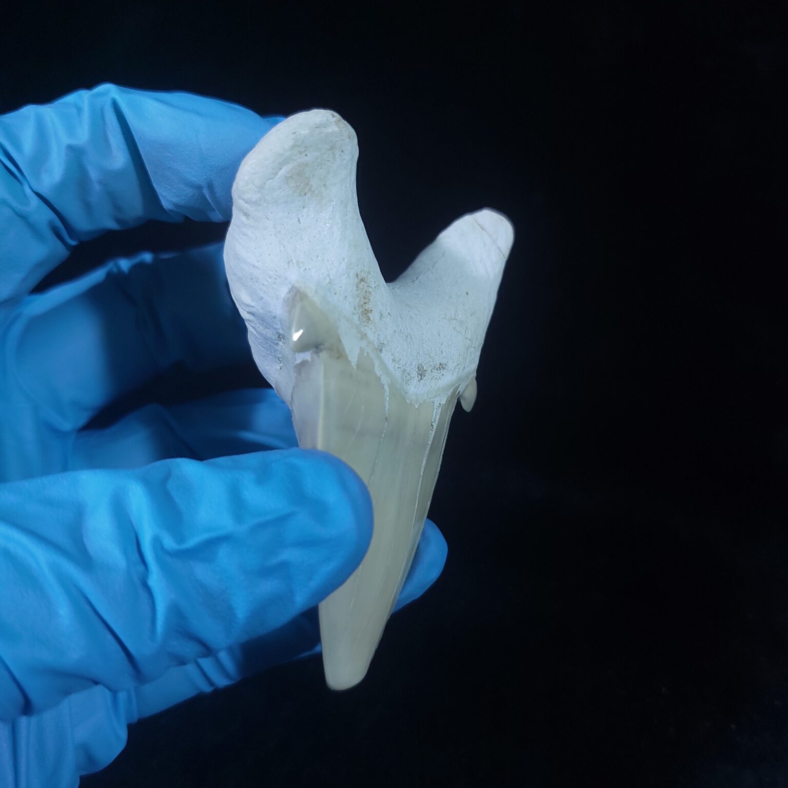 3.2" Huge Otodus Obliquus tooth Fossilized 54 million years old ...